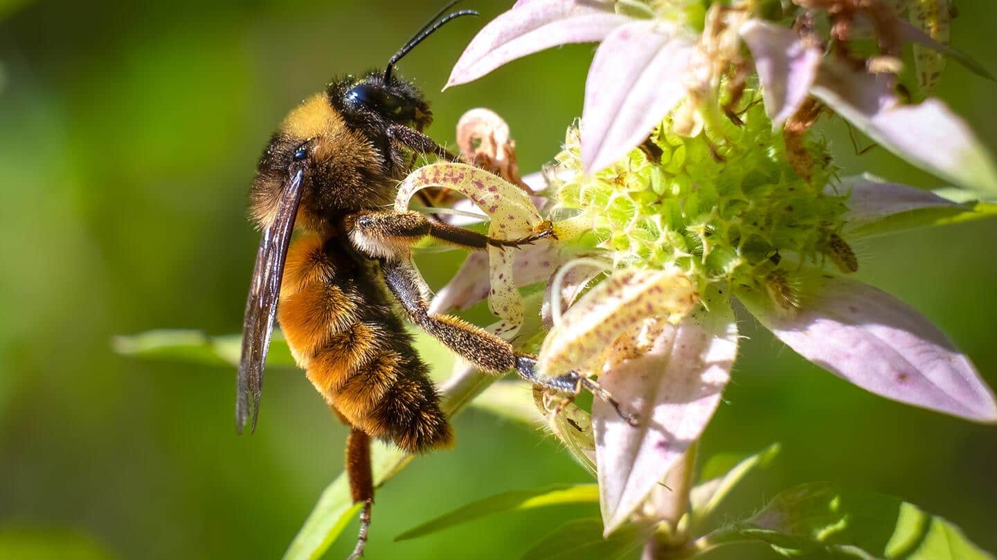 Create a Garden Buffet for Pollinators - The Home Depot